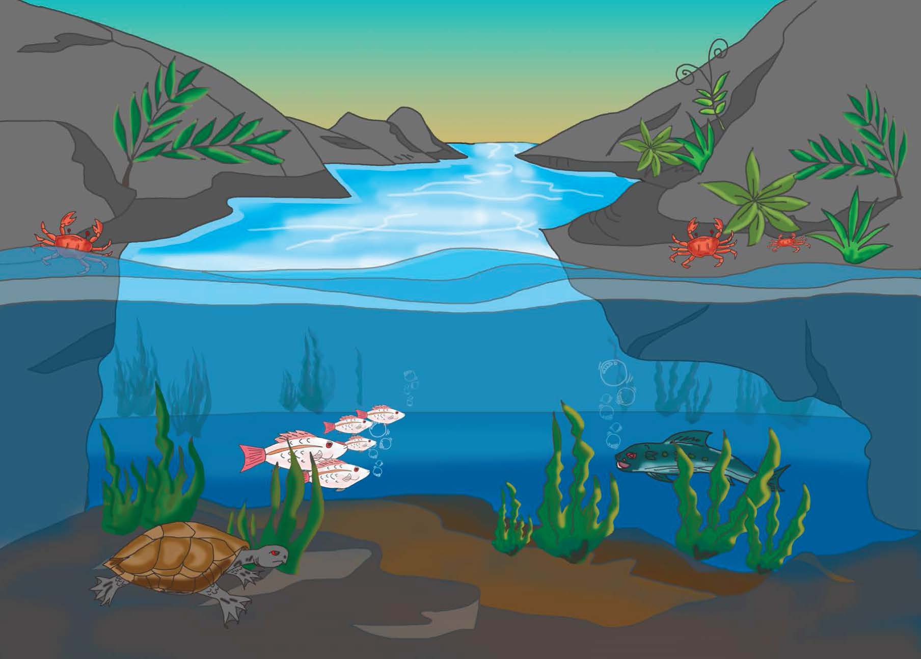 The Value of Water (Cartoon book)